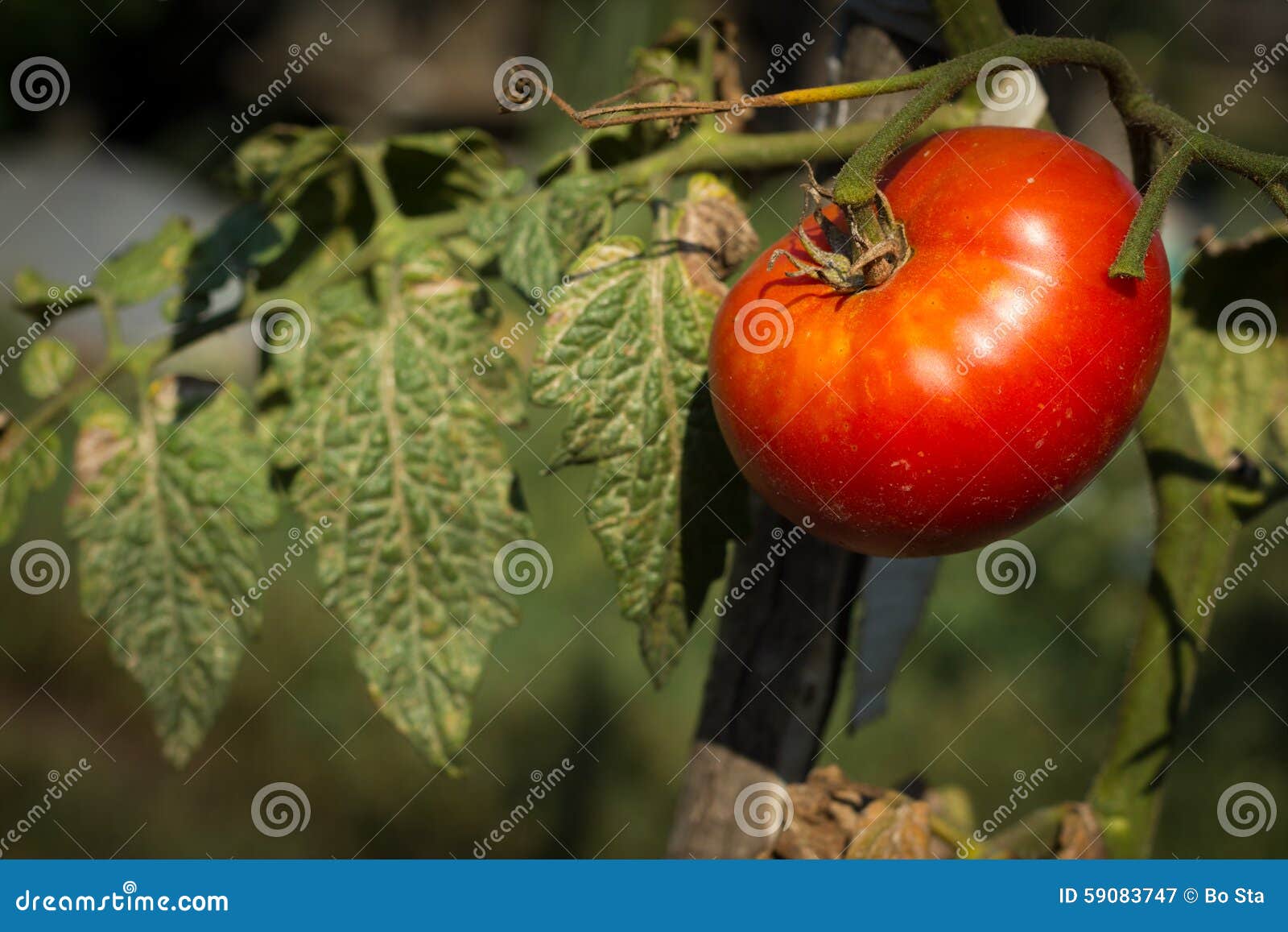 Ripe Organic Tomato on Stem Stock Image - Image of ripe, plant: 59083747