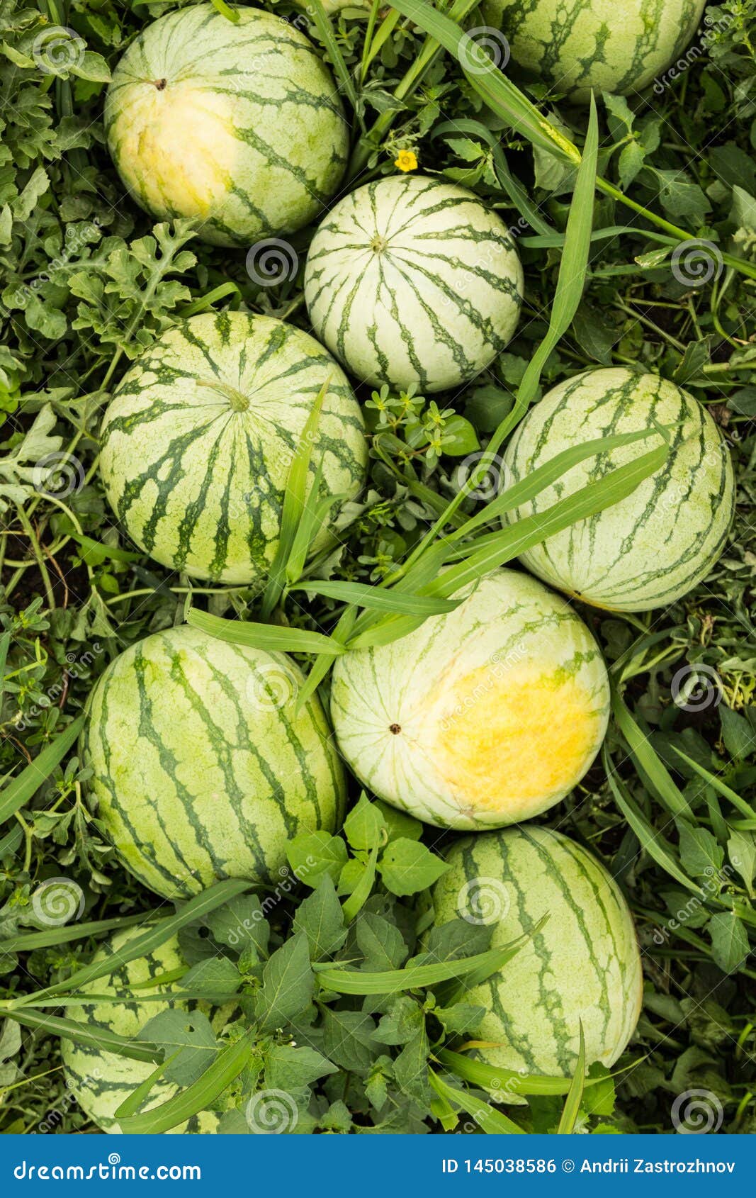 Ripe Organic Watermelons on the Field Stock Photo - Image of scene ...