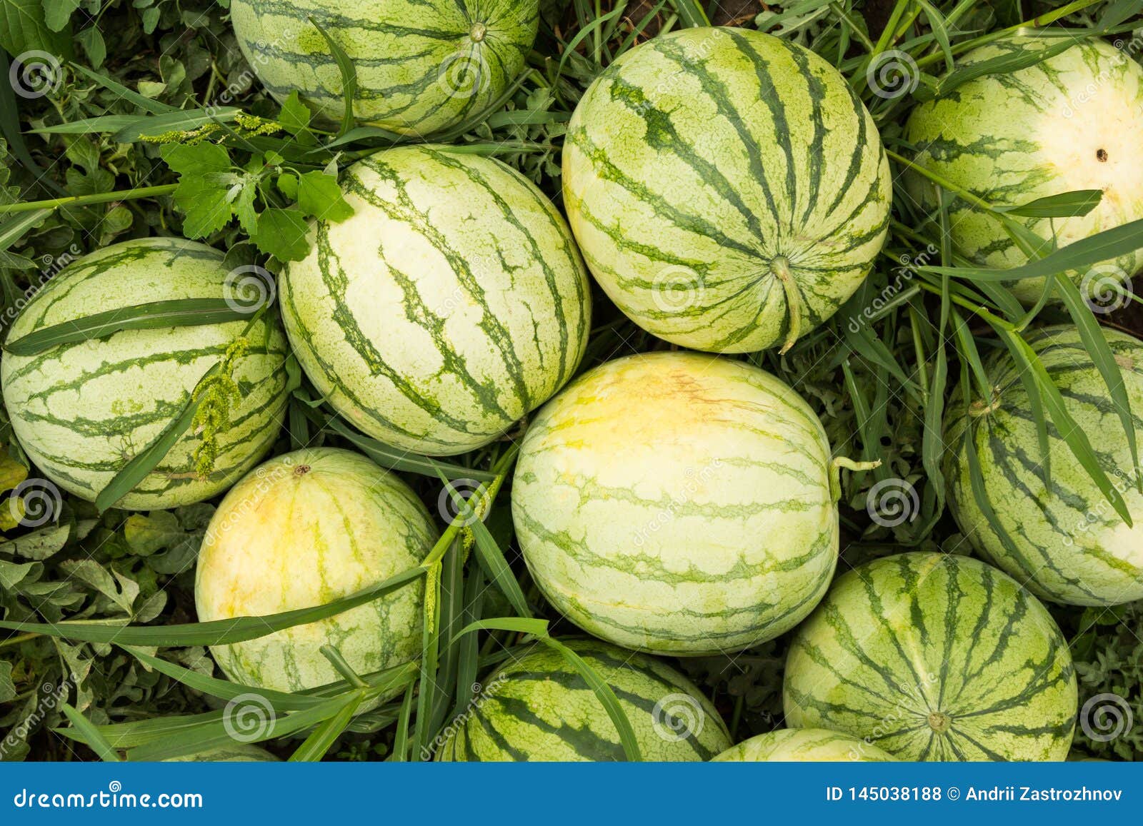 Ripe Organic Watermelons on the Field, Slide Stock Photo - Image of ...