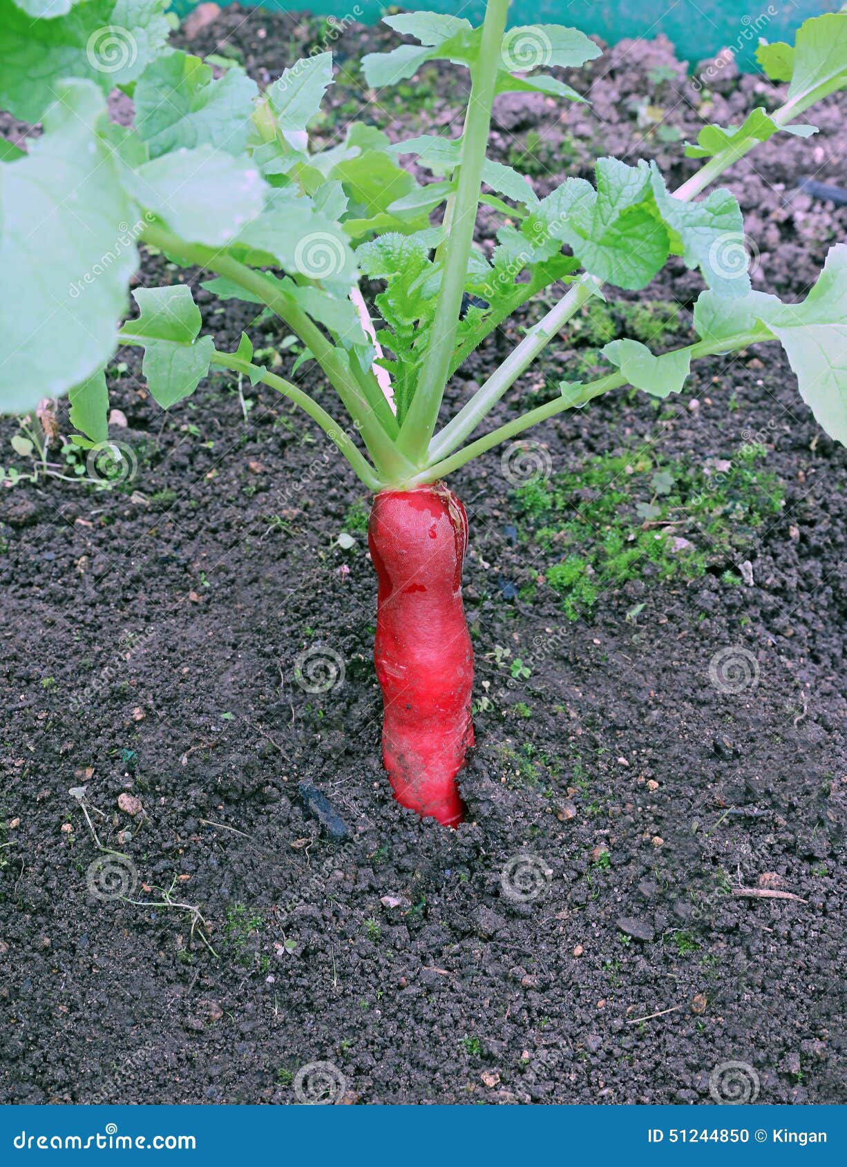 Ripe Oval Red Daikon Stock Photos - Free & Royalty-Free Stock Photos ...
