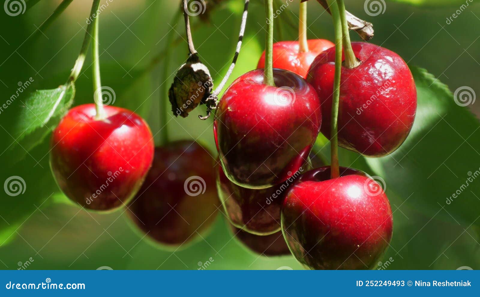 Ripe Overripe Juicy Harvest of Red Cherries on a Tree Branch Stock ...