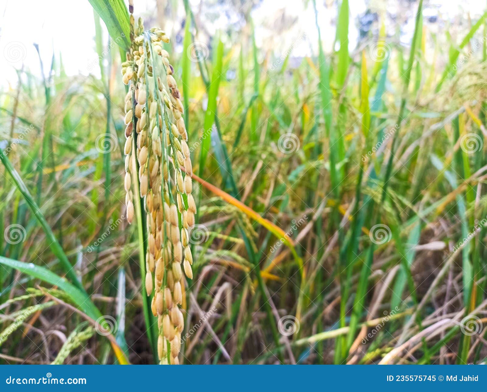 Ripe paddy farm on field stock image. Image of food - 235575745