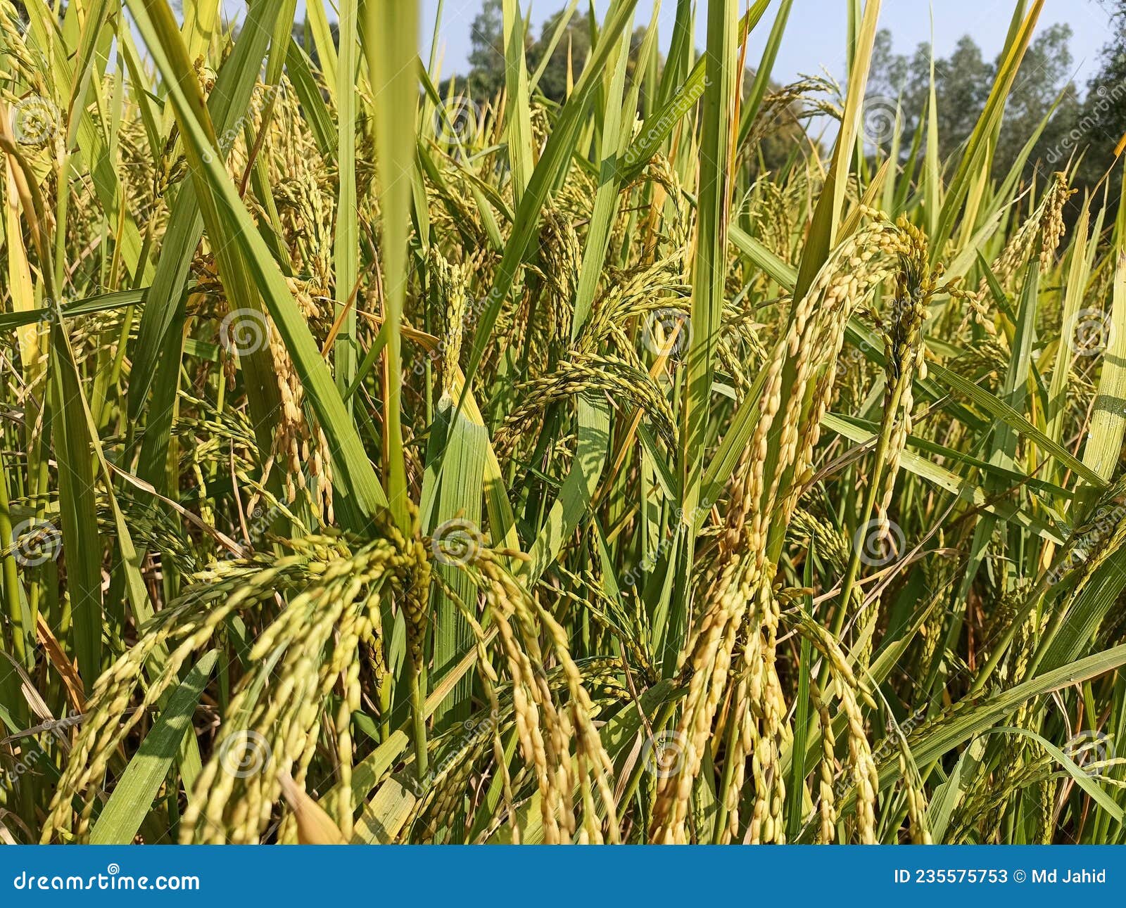 Ripe paddy farm on field stock image. Image of fresh - 235575753