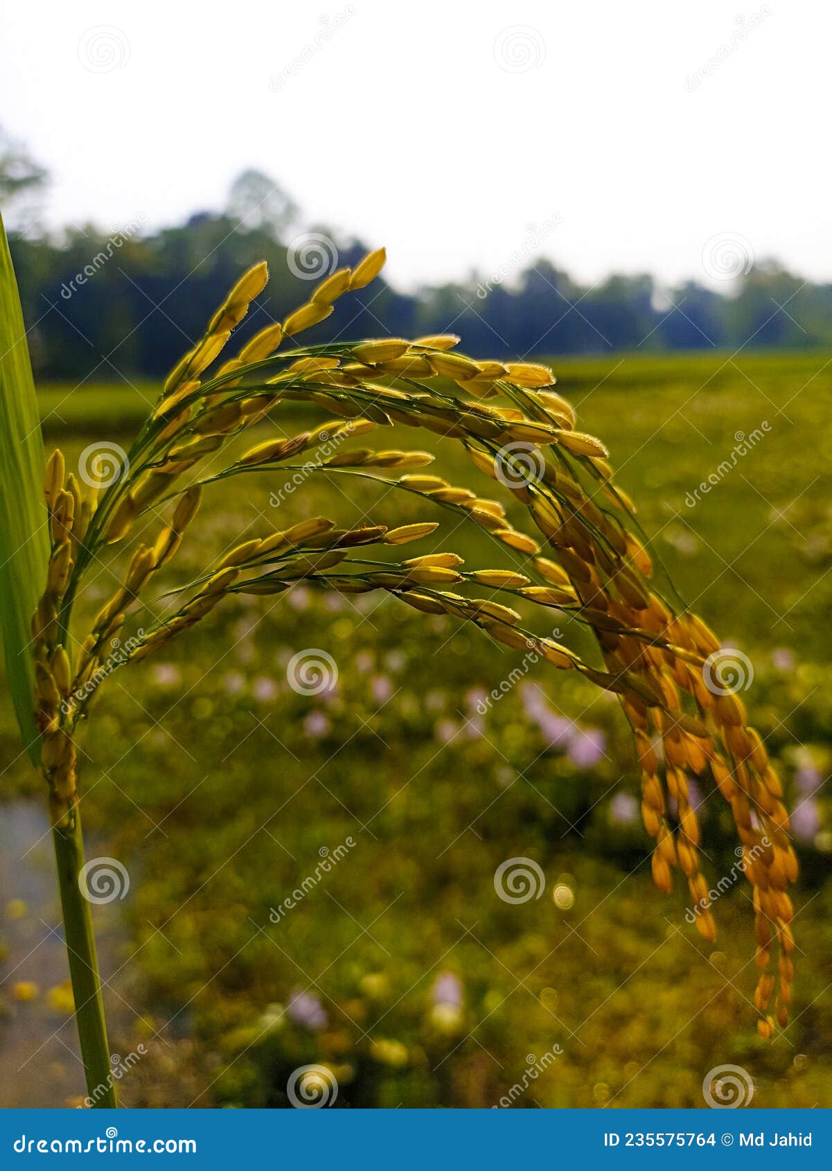 Ripe paddy farm on field stock photo. Image of closeup - 235575764