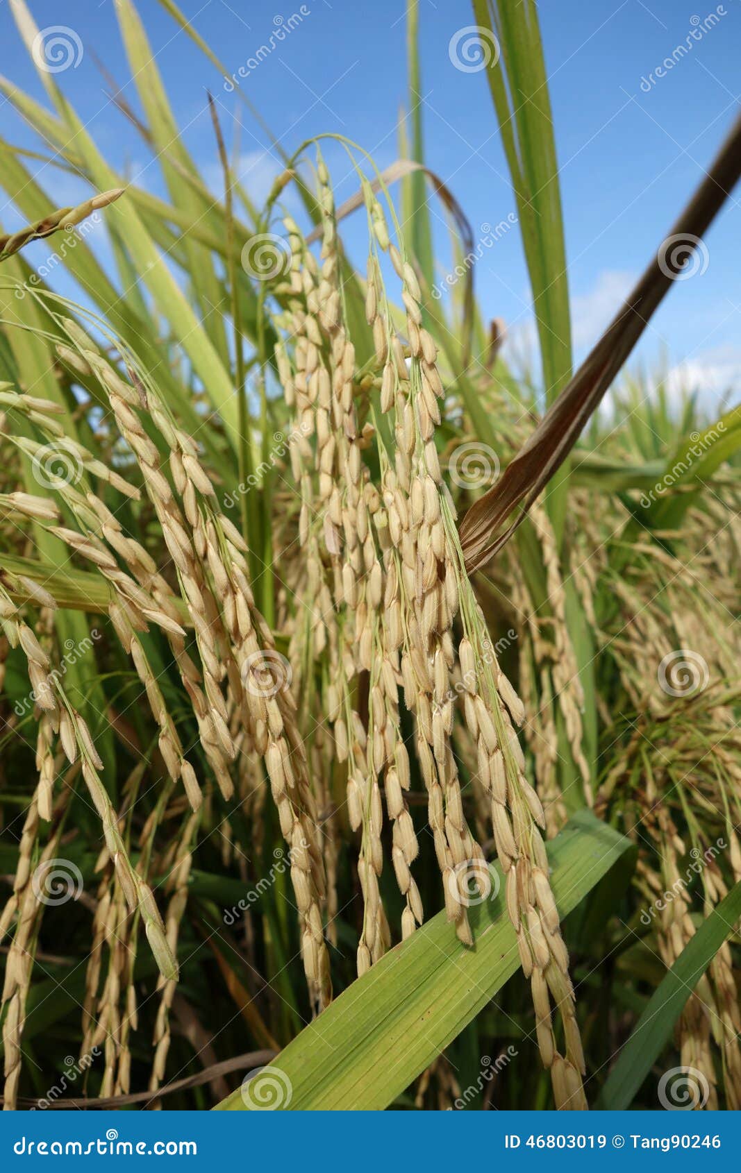 The Ripe Paddy Field is Ready for Harvest Stock Image - Image of ...
