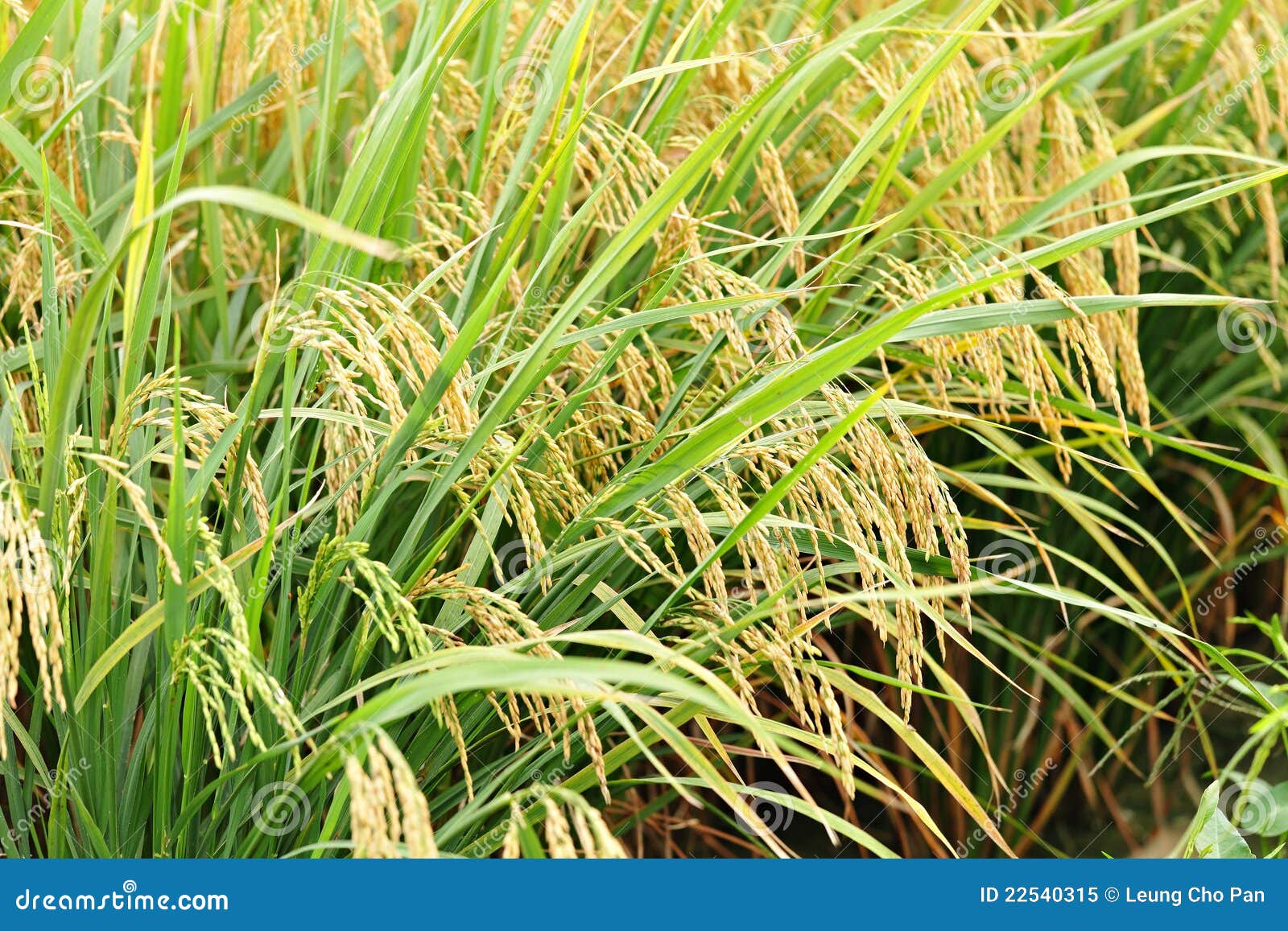 Ripe paddy rice stock image. Image of food, countryside - 22540315