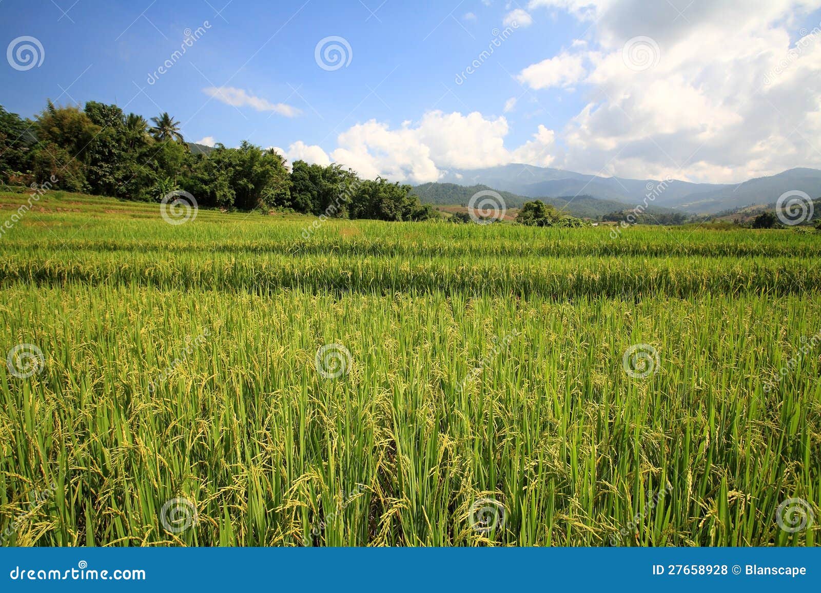 Ripe paddy rice field stock photo. Image of countryside - 27658928
