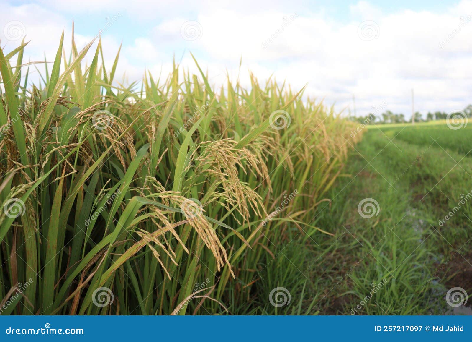 Ripe paddy on tree in farm stock image. Image of closeup - 257217097