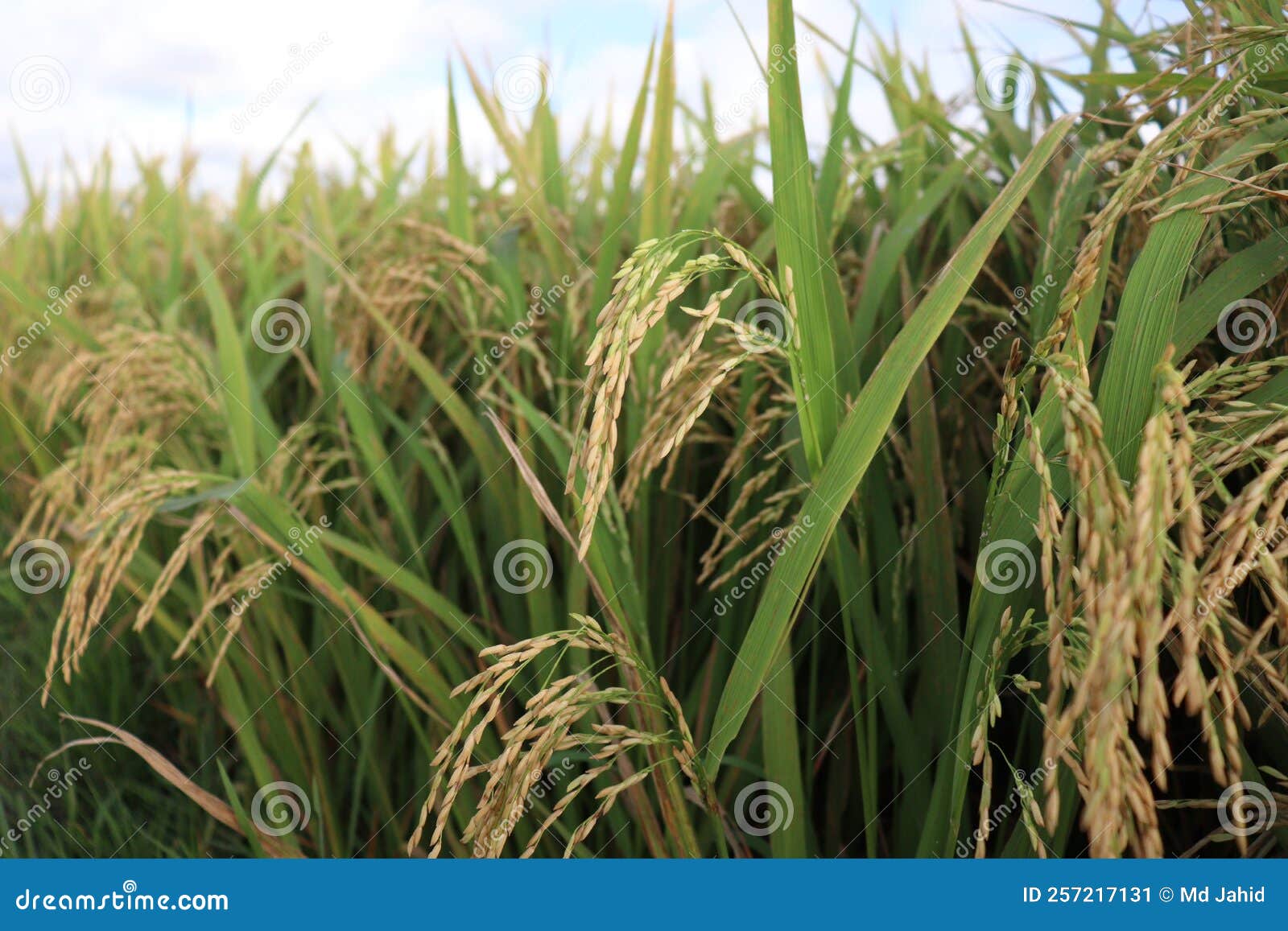 Ripe paddy on tree in farm stock image. Image of rural - 257217131