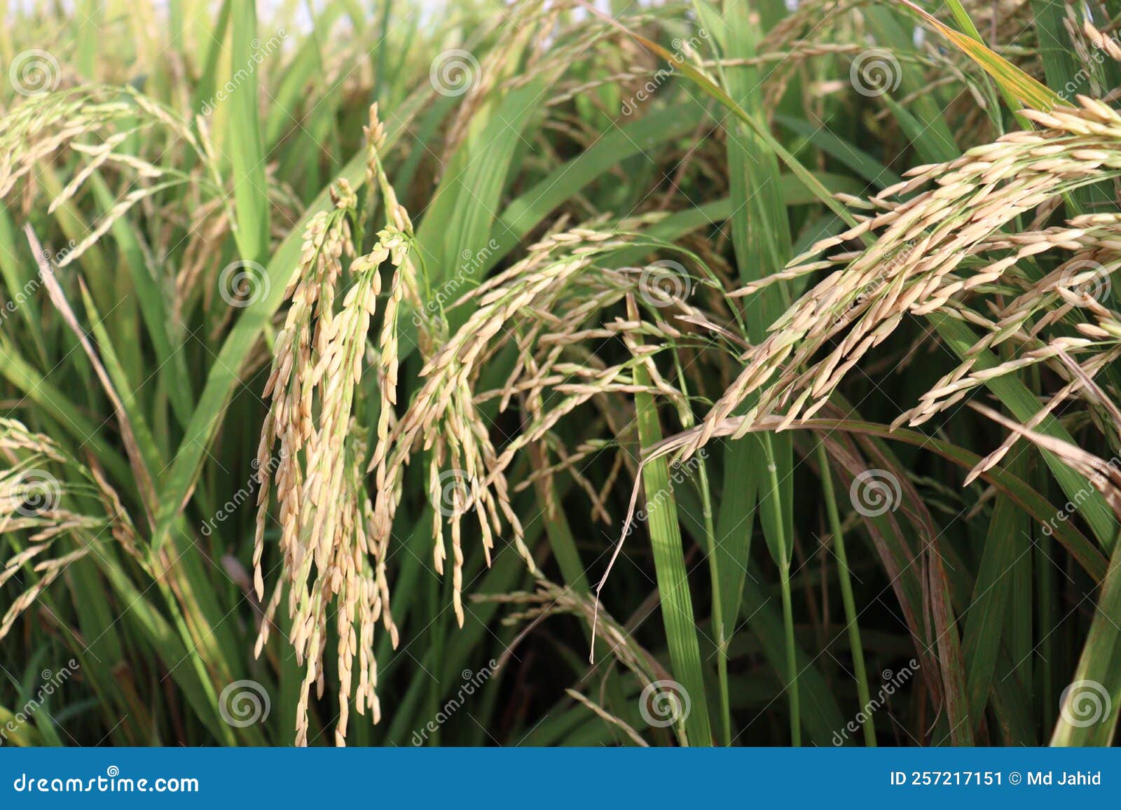 Ripe paddy on tree in farm stock image. Image of farm - 257217151