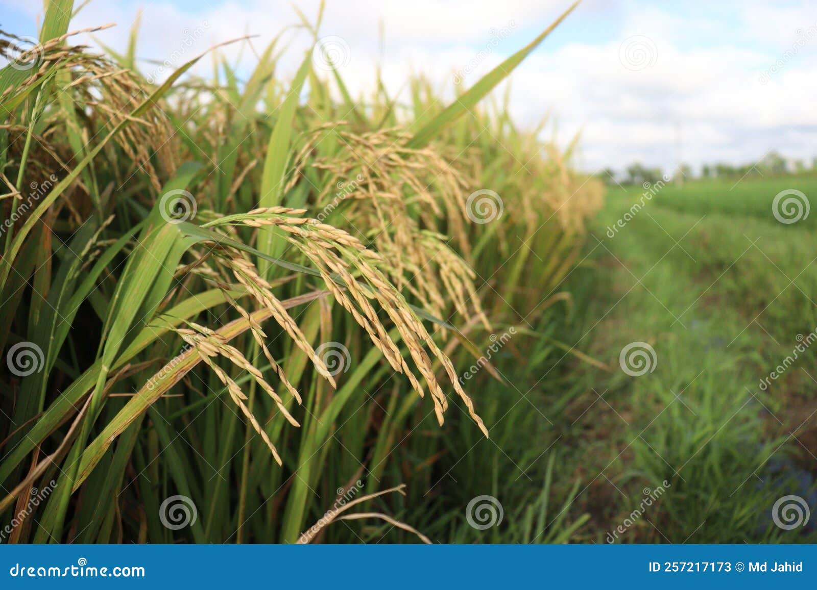 Ripe paddy on tree in farm stock image. Image of ingredient - 257217173