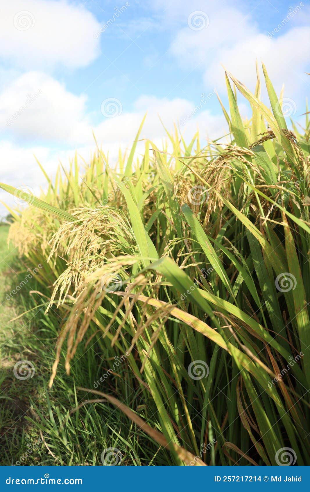 Ripe paddy on tree in farm stock photo. Image of rural - 257217214
