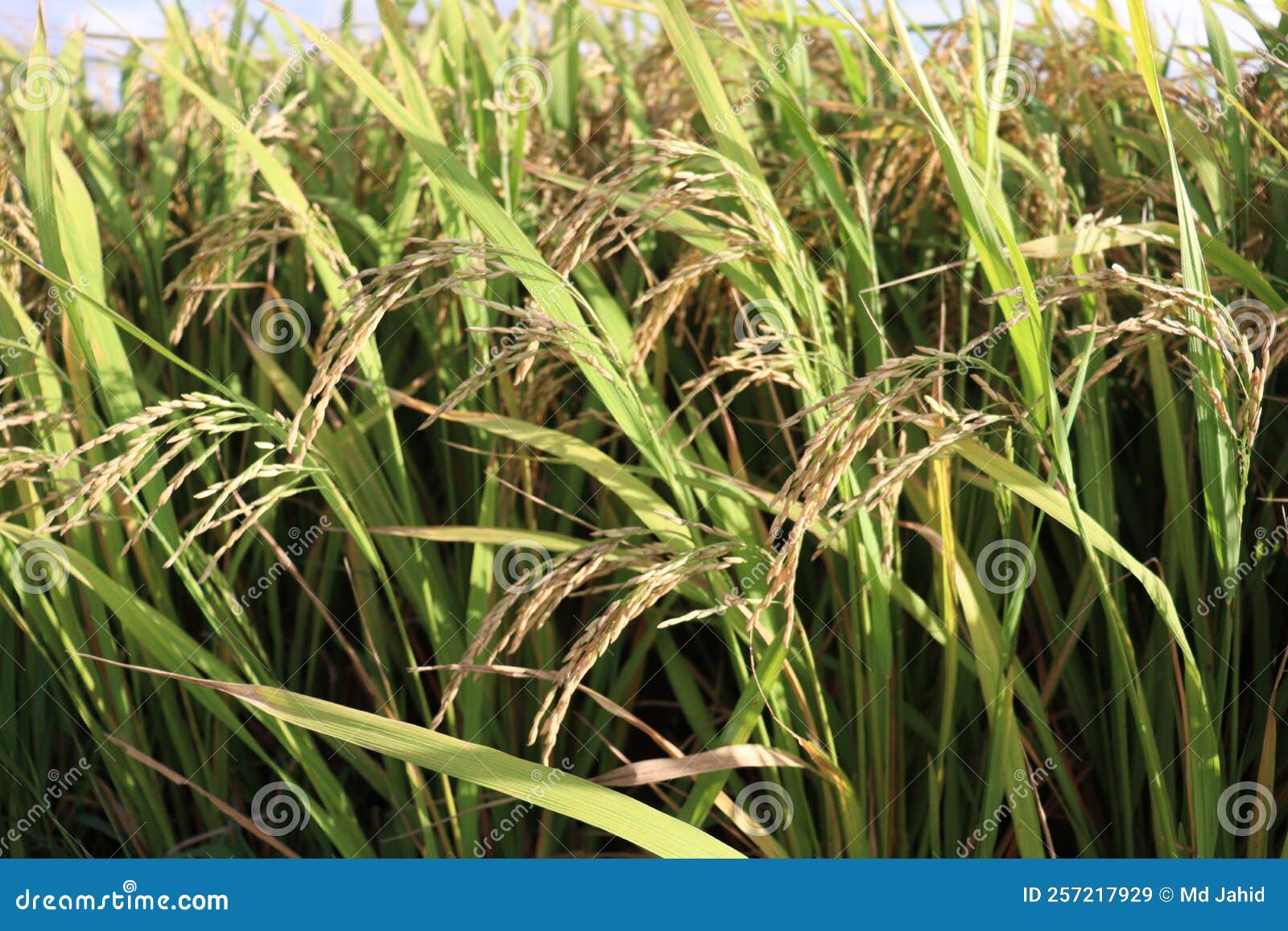 Ripe paddy on tree in farm stock image. Image of fields - 257217929