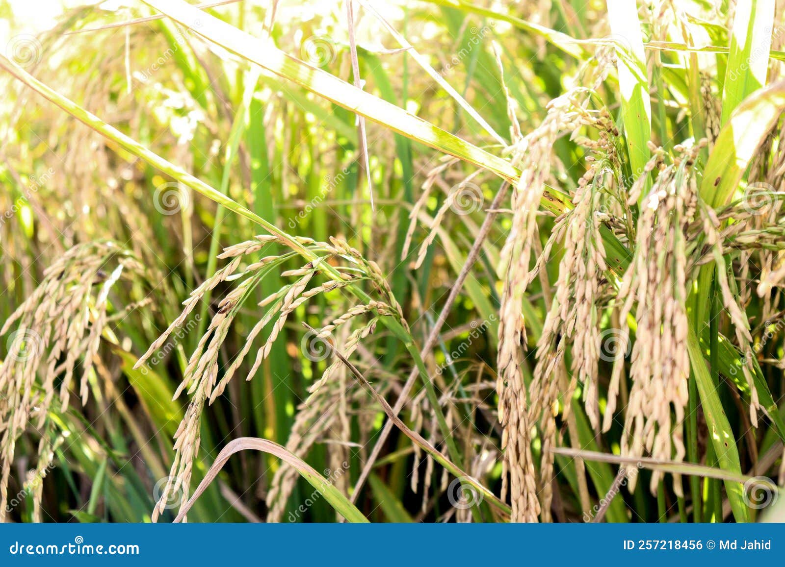 Ripe paddy on tree in farm stock photo. Image of summer - 257218456