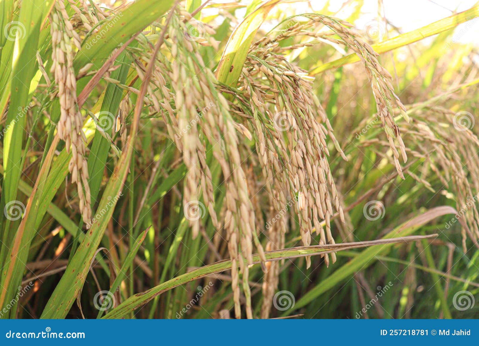 Ripe paddy on tree in farm stock image. Image of land - 257218781