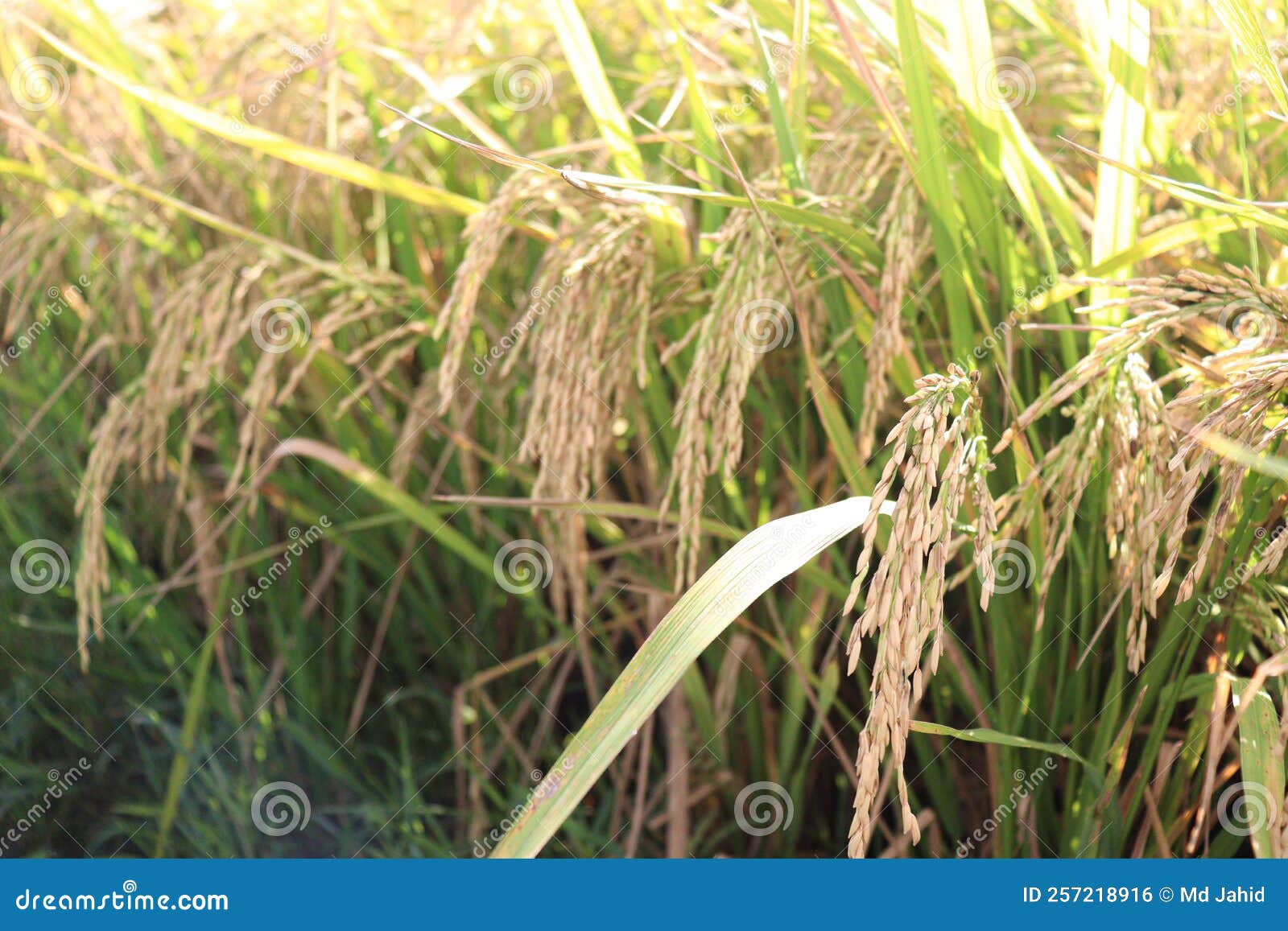 Ripe paddy on tree in farm stock photo. Image of nature - 257218916