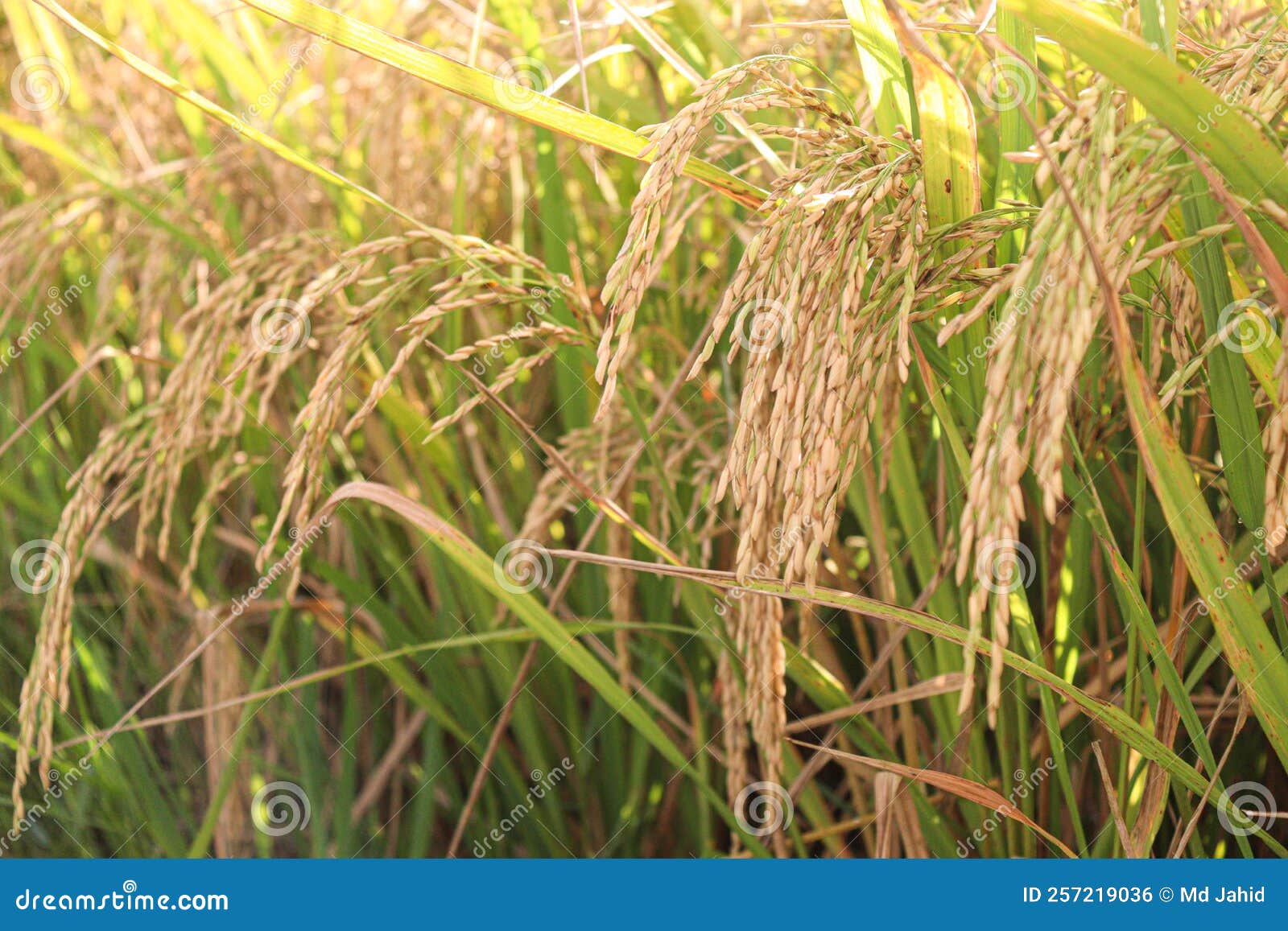 Ripe paddy on tree in farm stock photo. Image of green - 257219036
