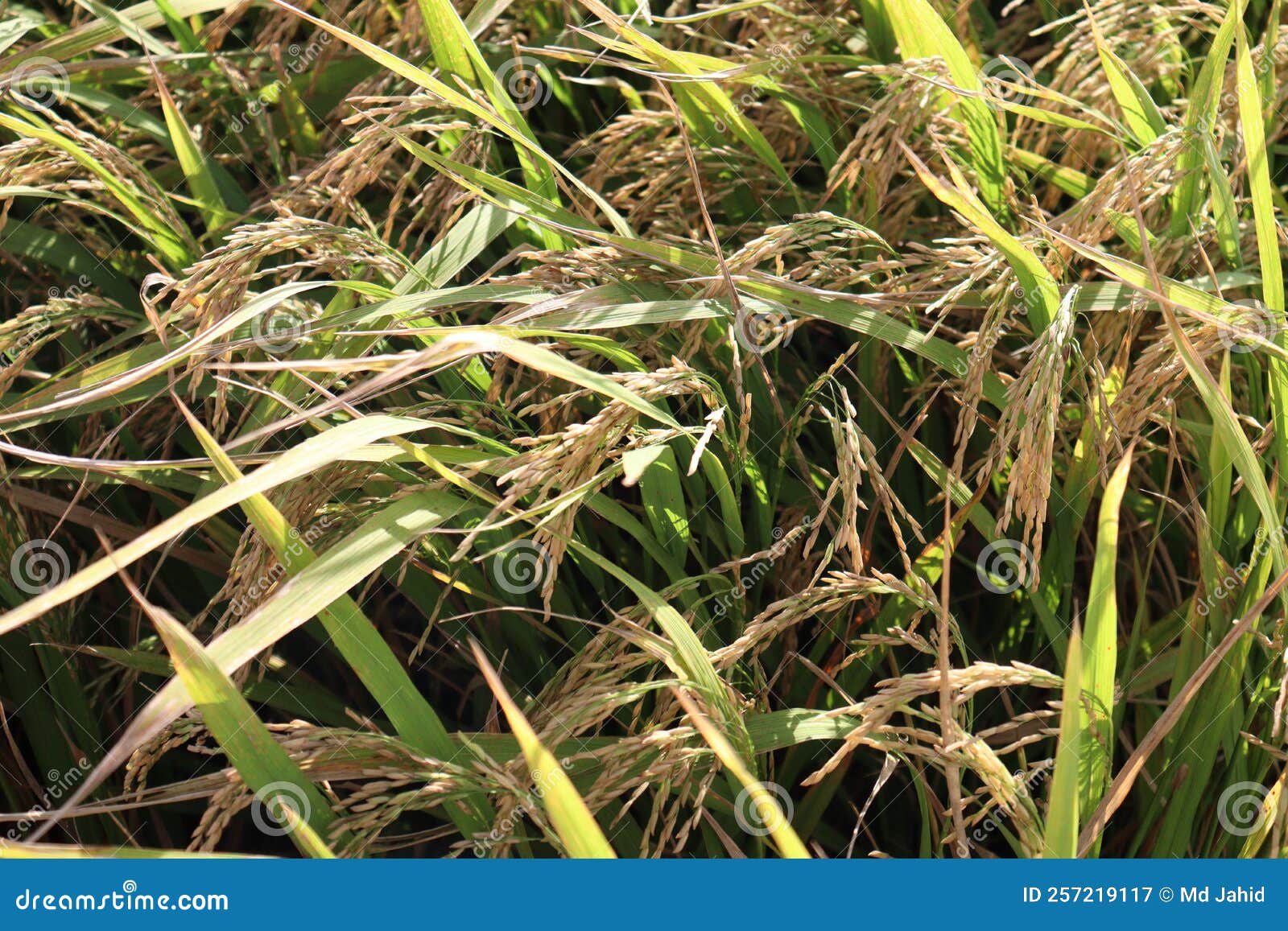 Ripe paddy on tree in farm stock image. Image of food - 257219117