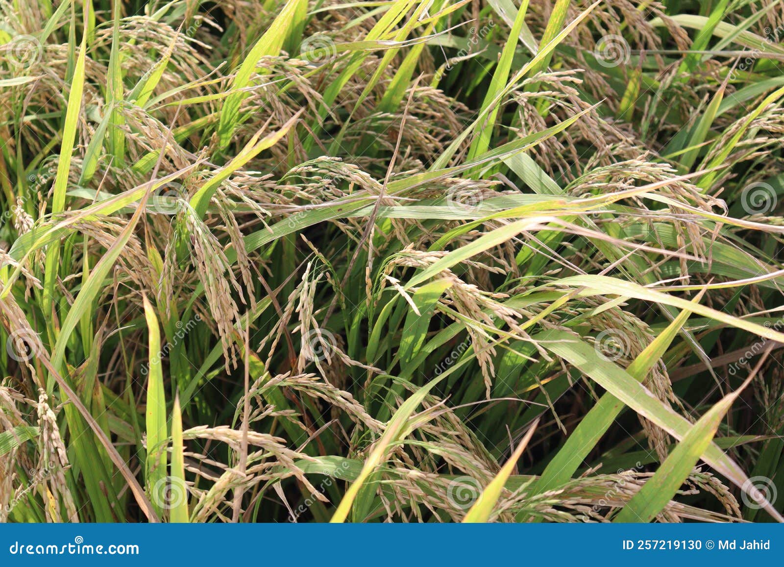 Ripe paddy on tree in farm stock photo. Image of nature - 257219130