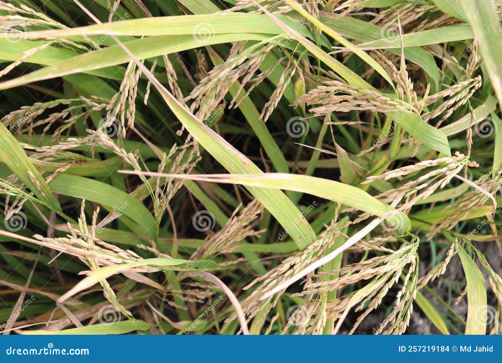Ripe paddy on tree in farm stock photo. Image of agriculture - 257219184