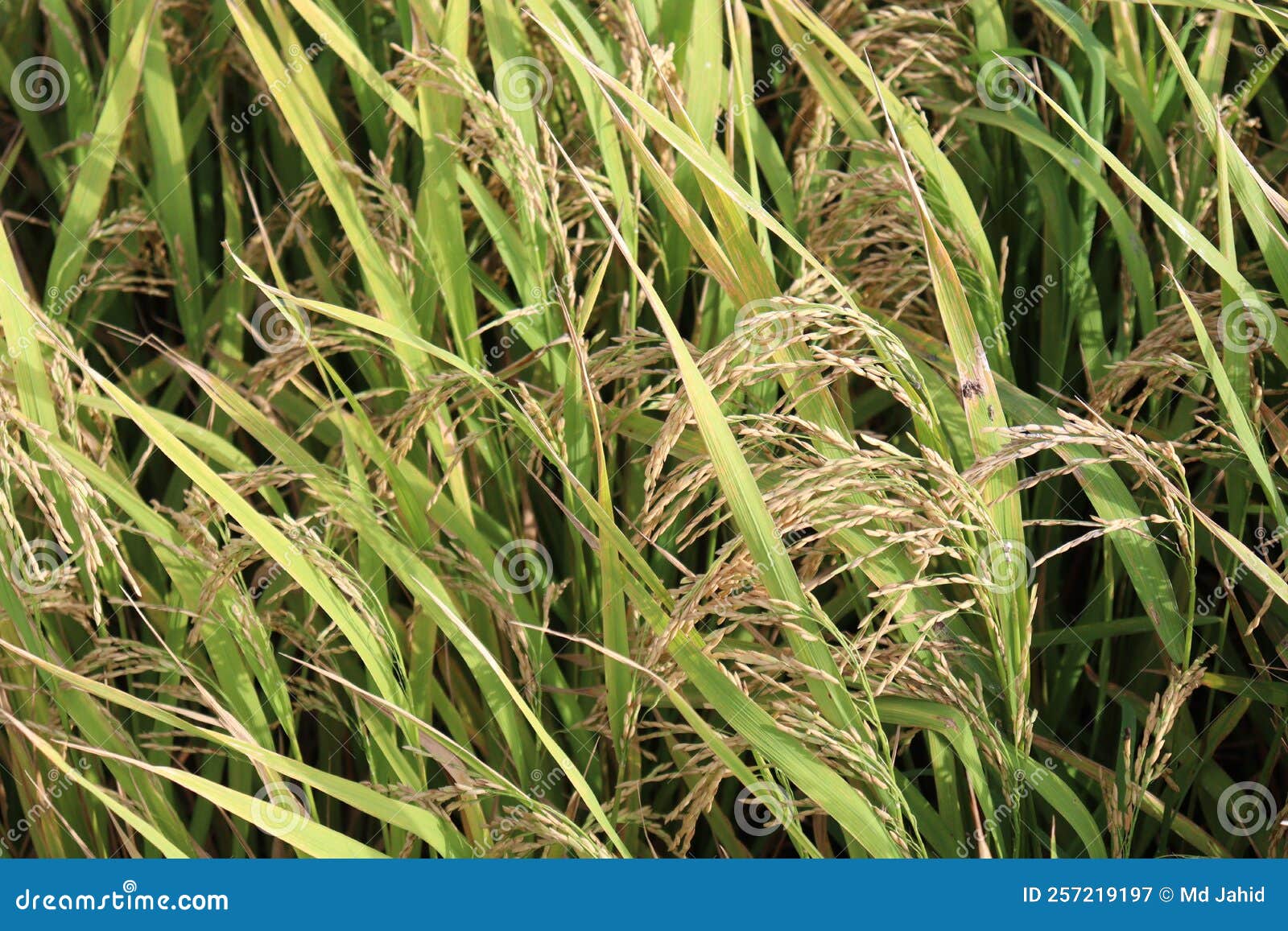 Ripe paddy on tree in farm stock image. Image of food - 257219197