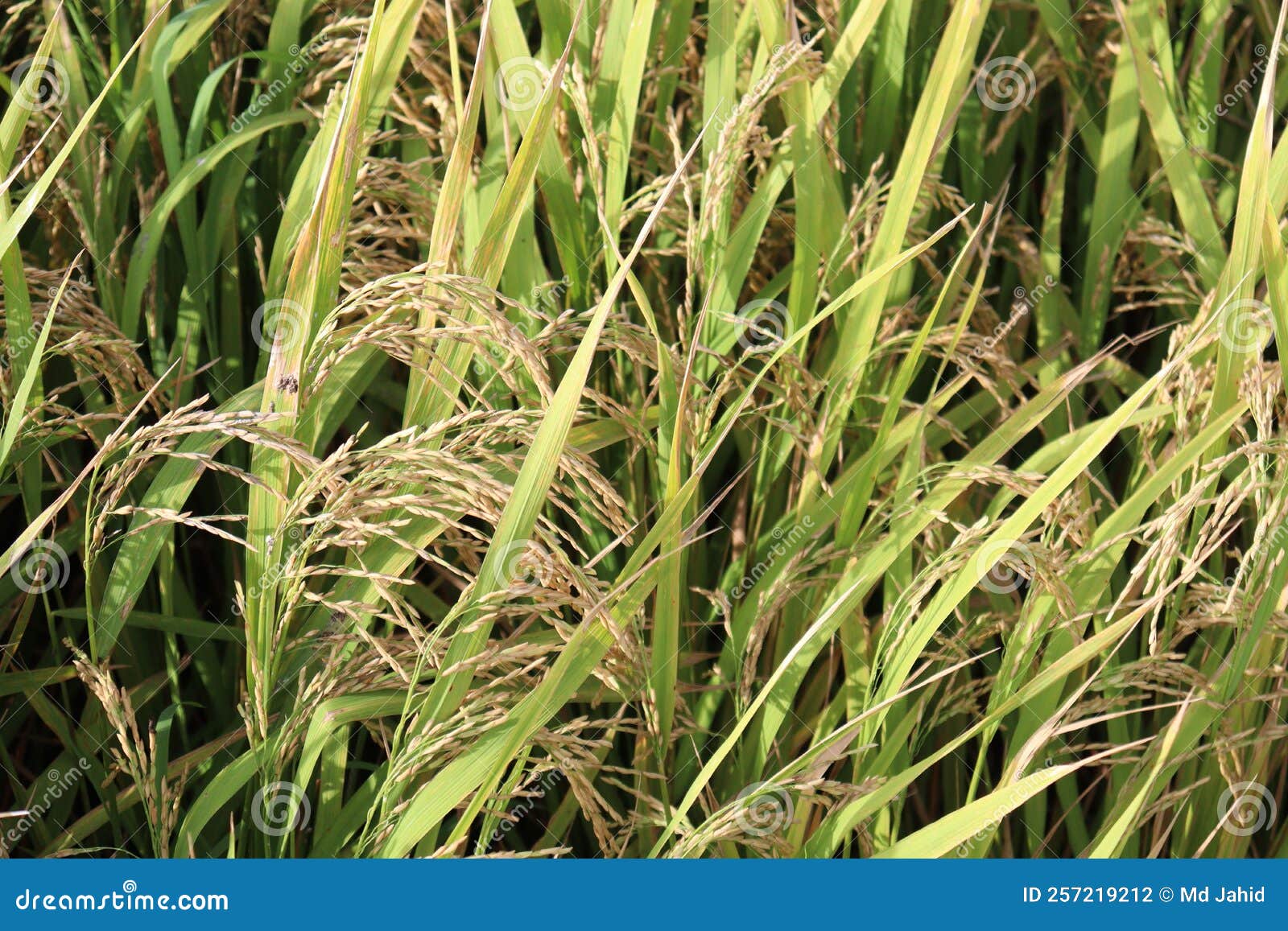 Ripe paddy on tree in farm stock photo. Image of firm - 257219212