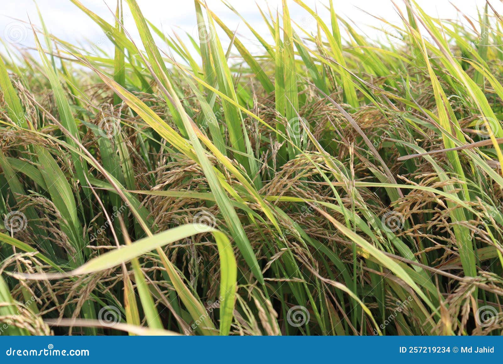 Ripe paddy on tree in farm stock photo. Image of work - 257219234
