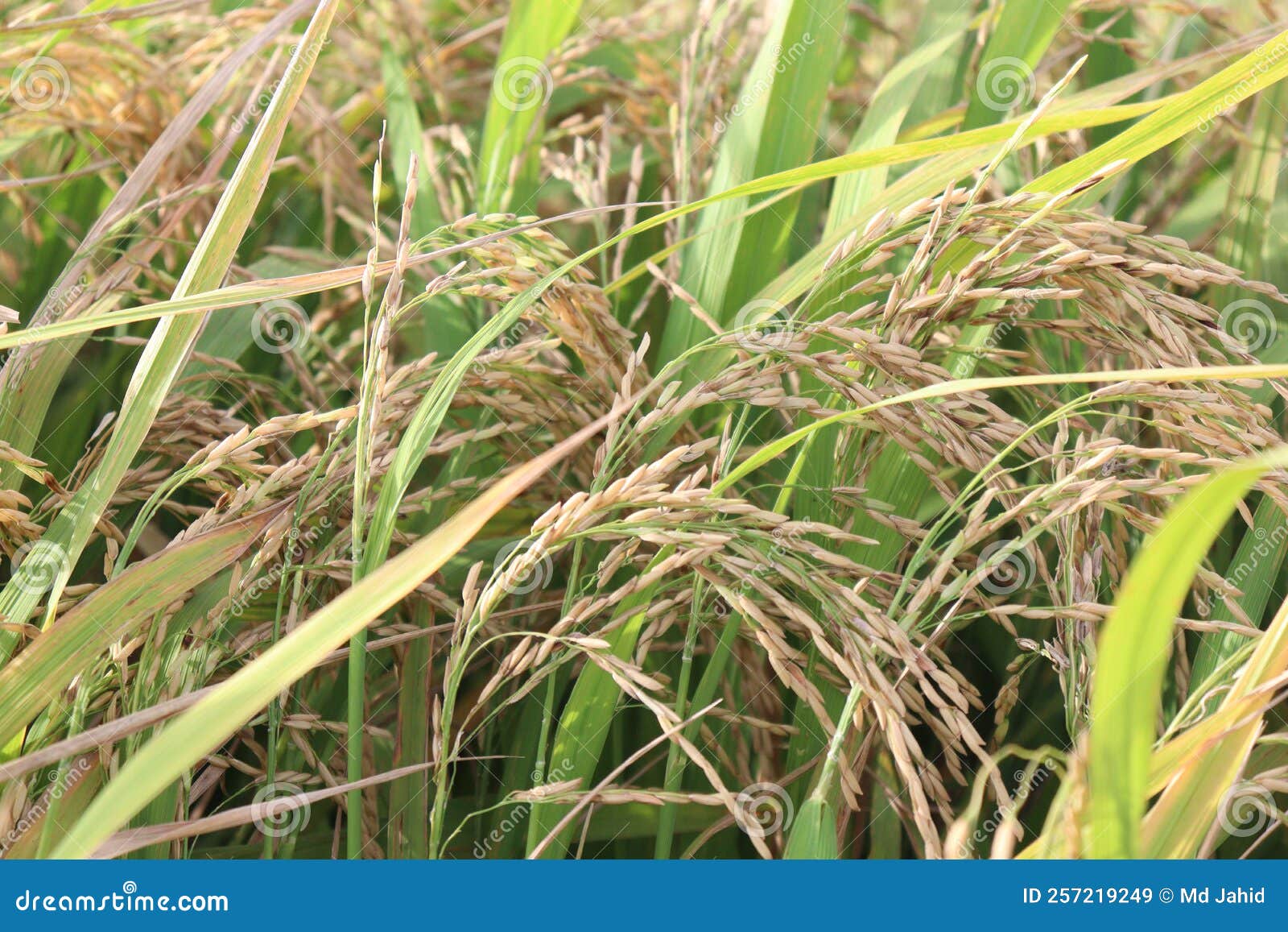 Ripe paddy on tree in farm stock image. Image of gold - 257219249
