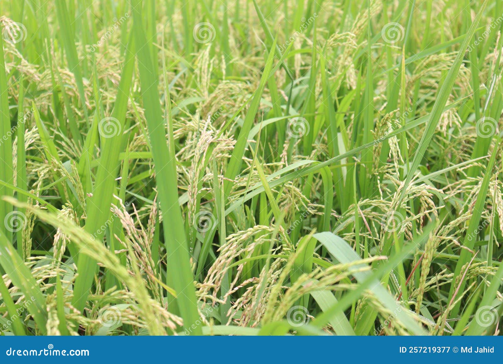 Ripe paddy on tree in farm stock image. Image of nature - 257219377