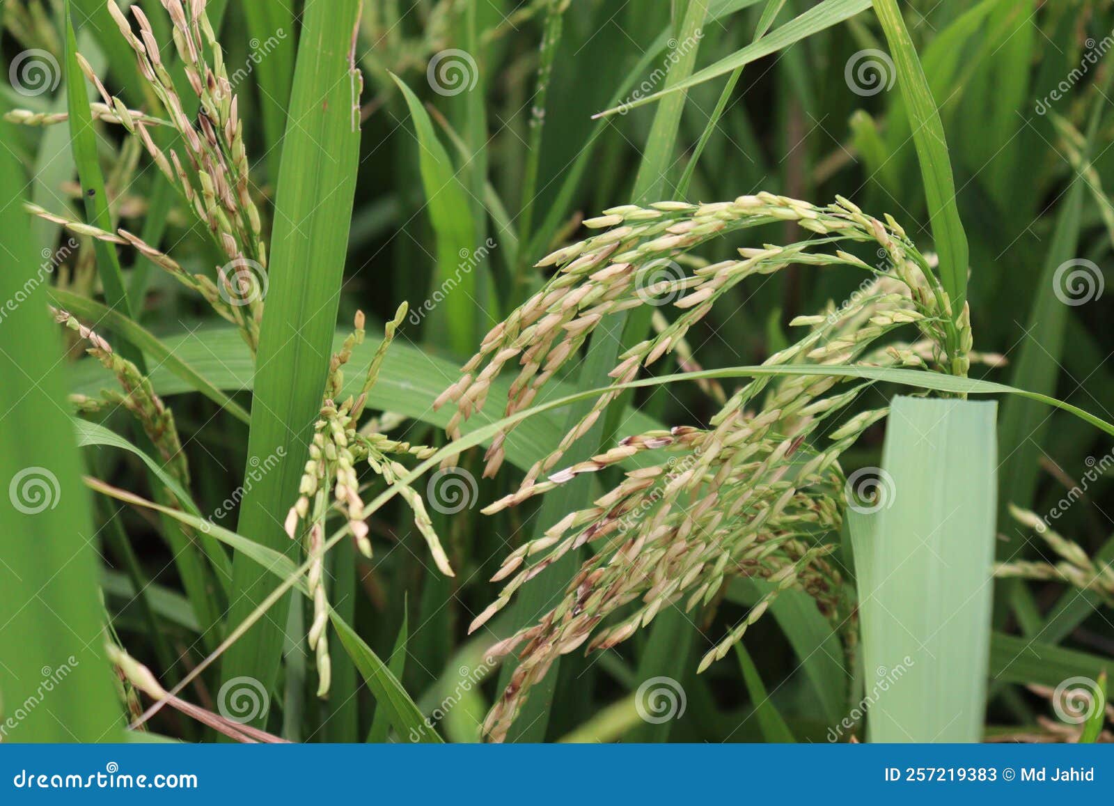 Ripe paddy on tree in farm stock image. Image of close - 257219383
