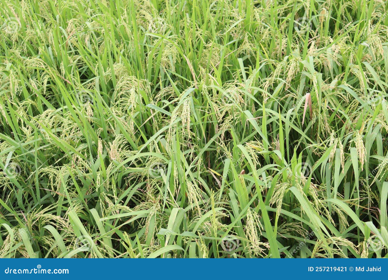 Ripe paddy on tree in farm stock image. Image of farm - 257219421