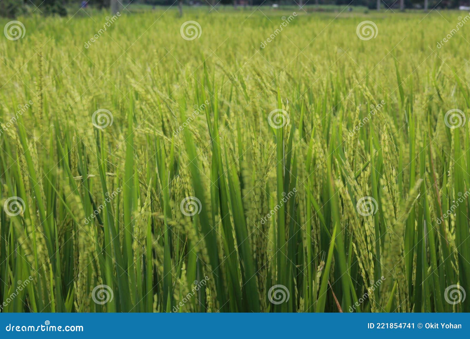 Ripe padi ready to harvest stock image. Image of food - 221854741