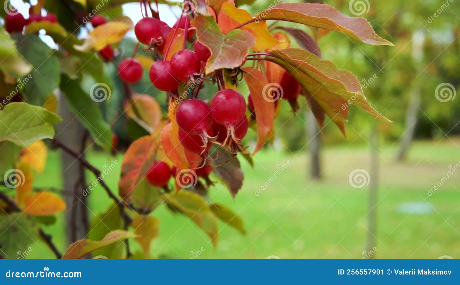 Ripe Paradise Apples on a Branch. Wild Apple Tree with Ripe Small ...