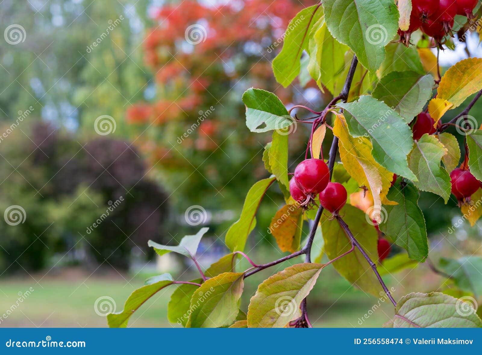 Ripe Paradise Apples on a Branch. Wild Apple Tree with Ripe Small ...