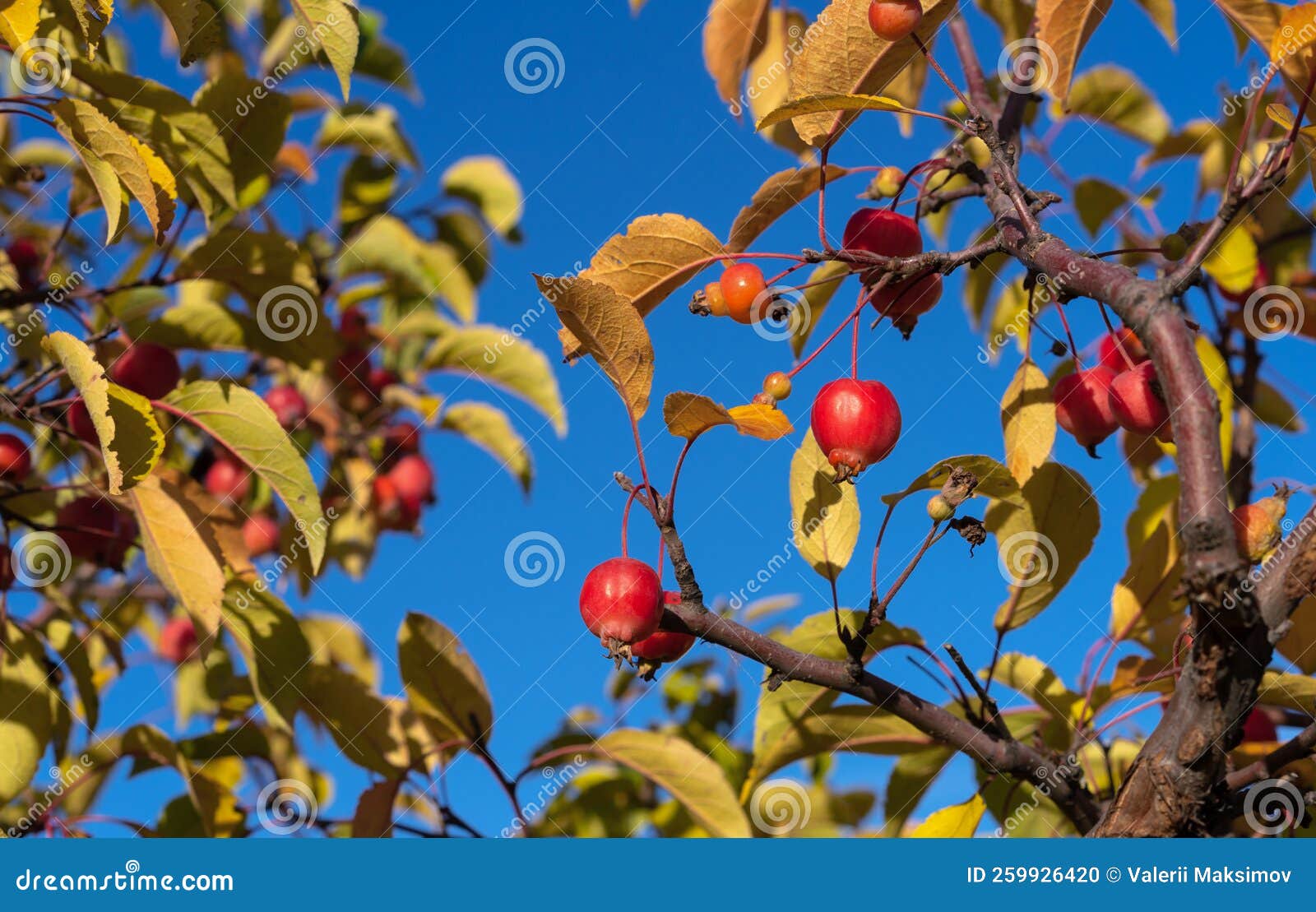 Ripe Paradise Apples on a Branch. Wild Apple Tree with Ripe Small ...