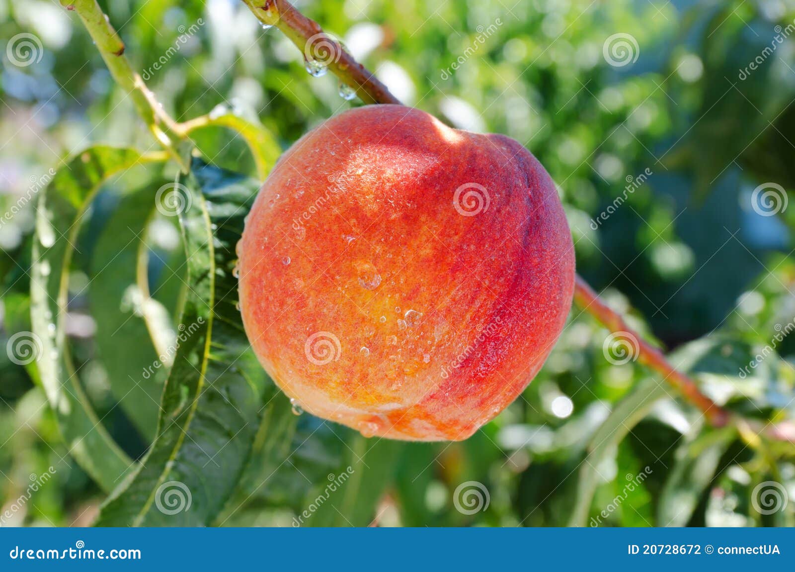Ripe peach stock photo. Image of freshness, branch, fruit - 20728672