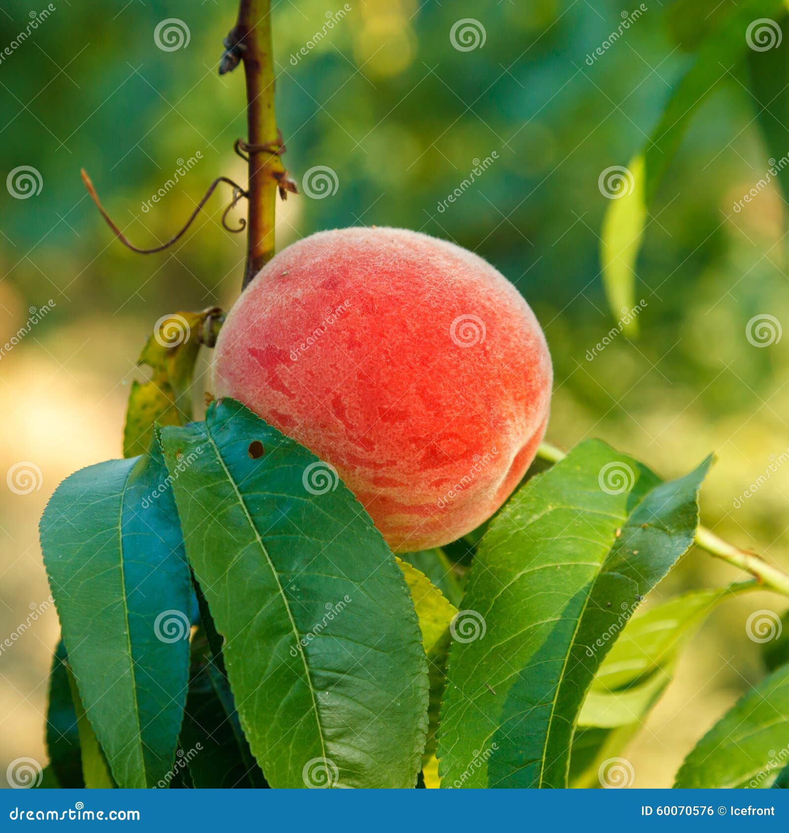 Ripe peach fruit on tree stock photo. Image of snack - 60070576