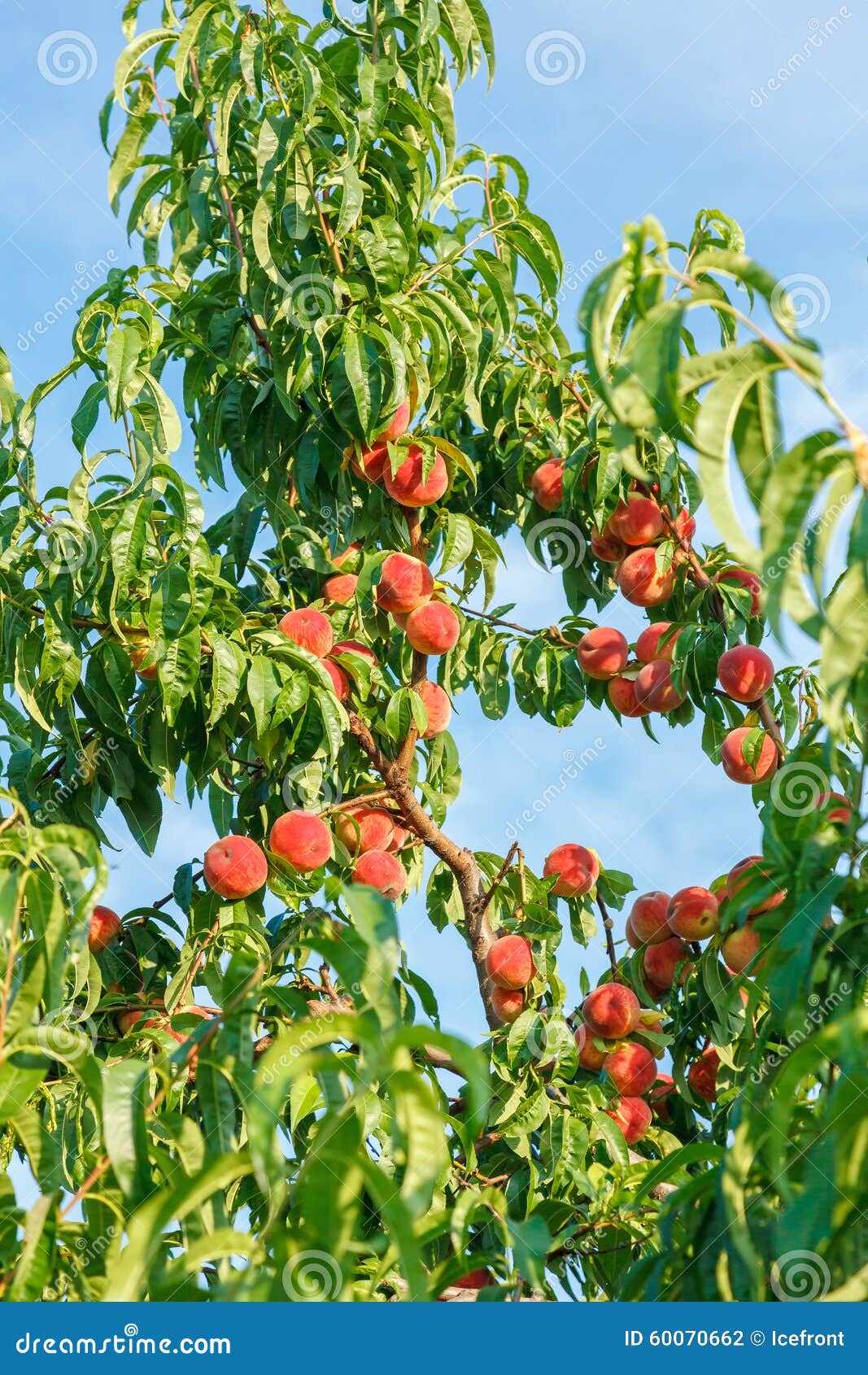 Ripe peach fruit on tree stock photo. Image of freshness - 60070662