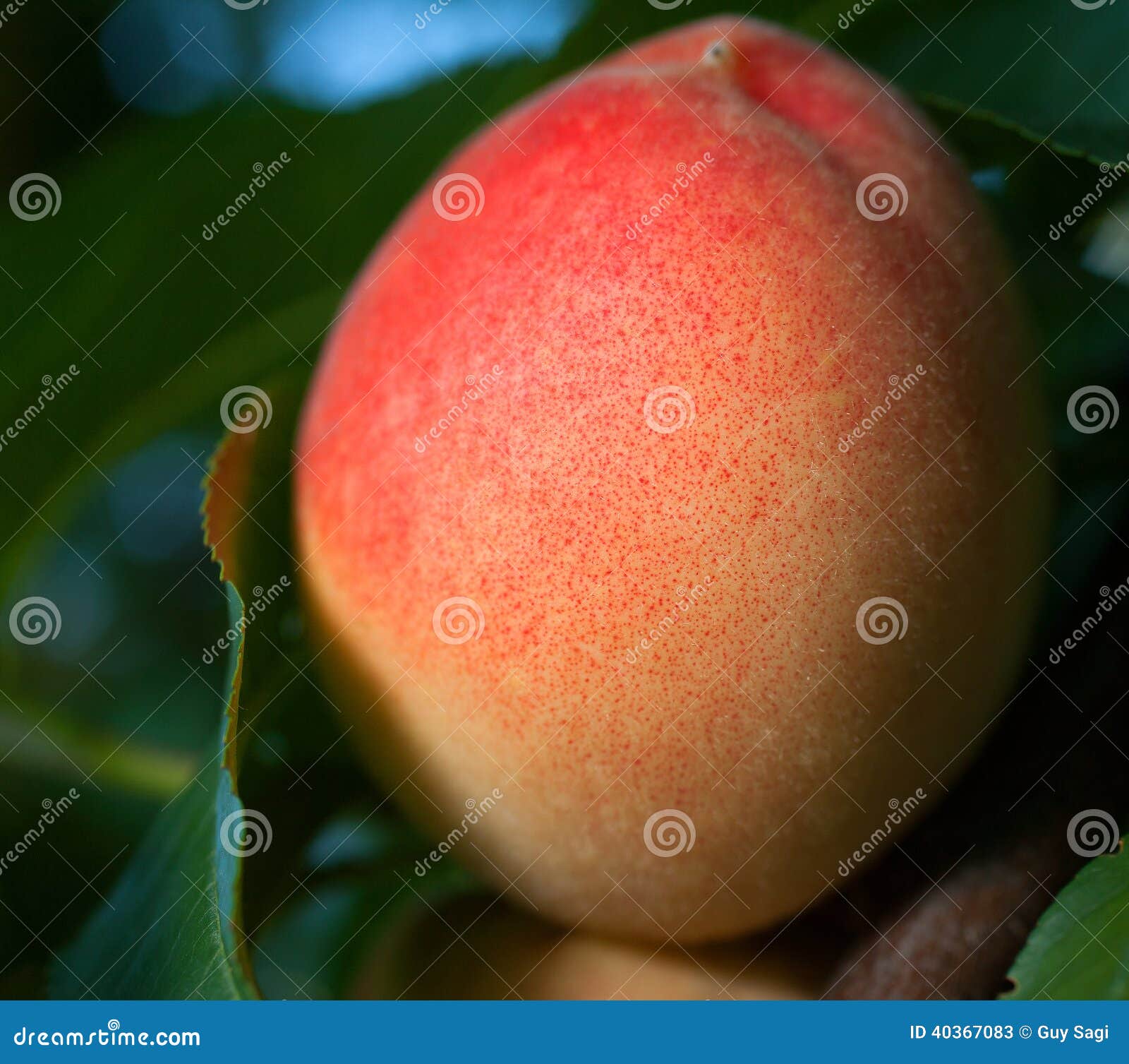 Ripe peach stock image. Image of leaves, ripen, fruit - 40367083