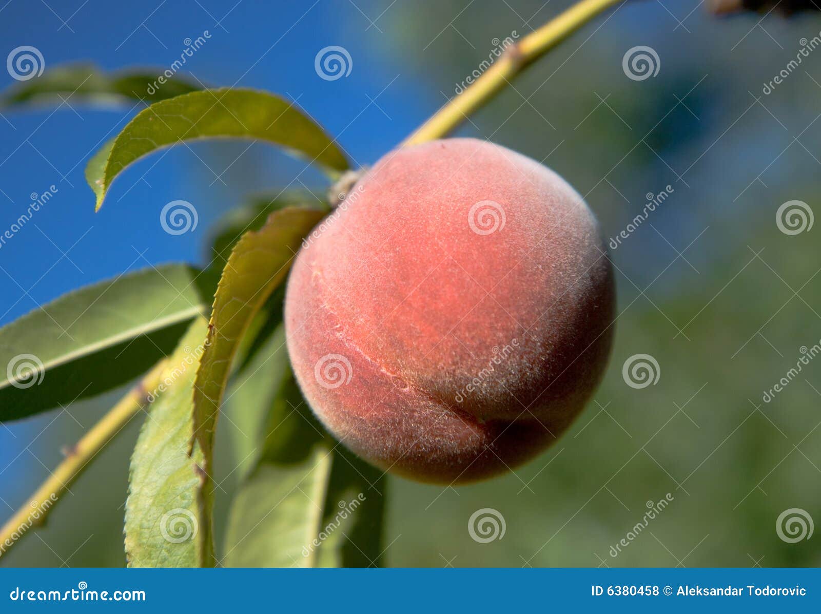 A ripe peach on the tree stock photo. Image of health - 6380458