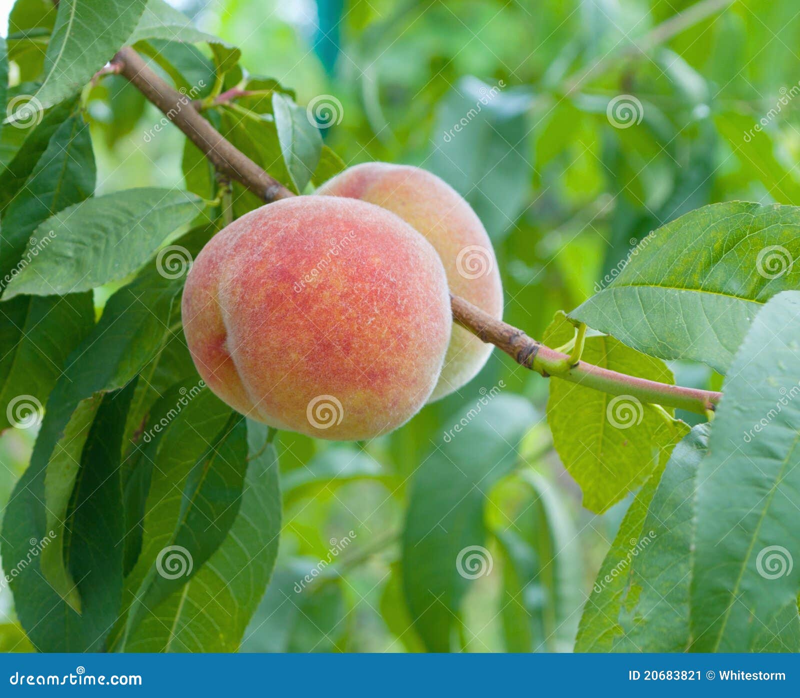 Ripe peaches stock image. Image of nature, natural, growing - 20683821