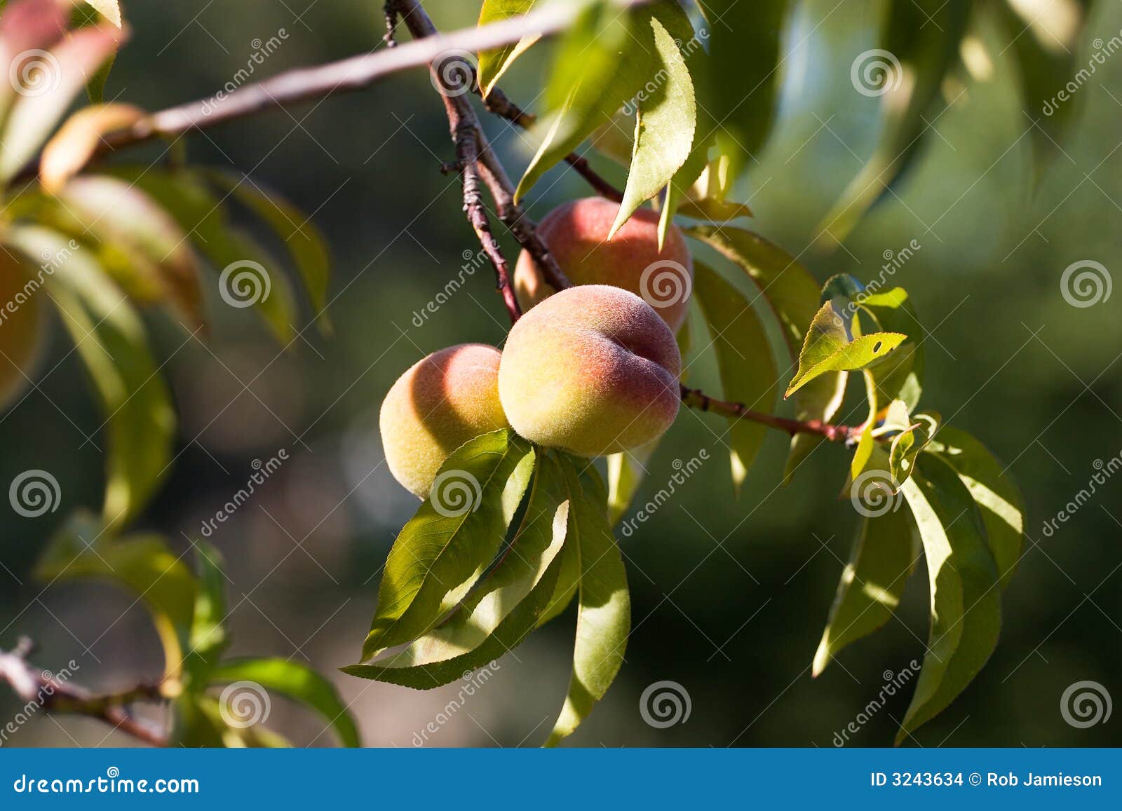Ripe Peaches stock photo. Image of fruit, tree, peach - 3243634