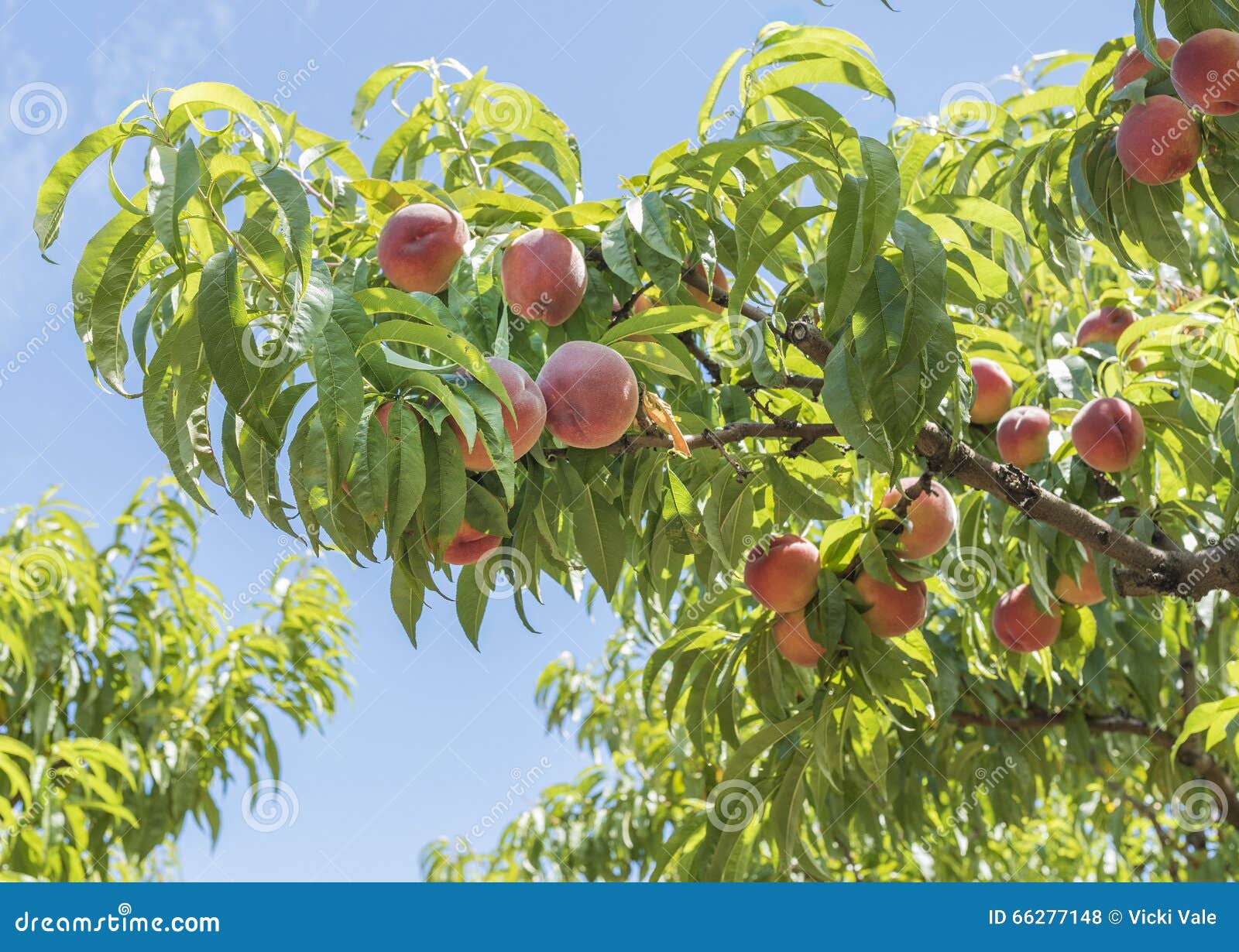 Ripe Peaches stock photo. Image of agriculture, organic - 66277148