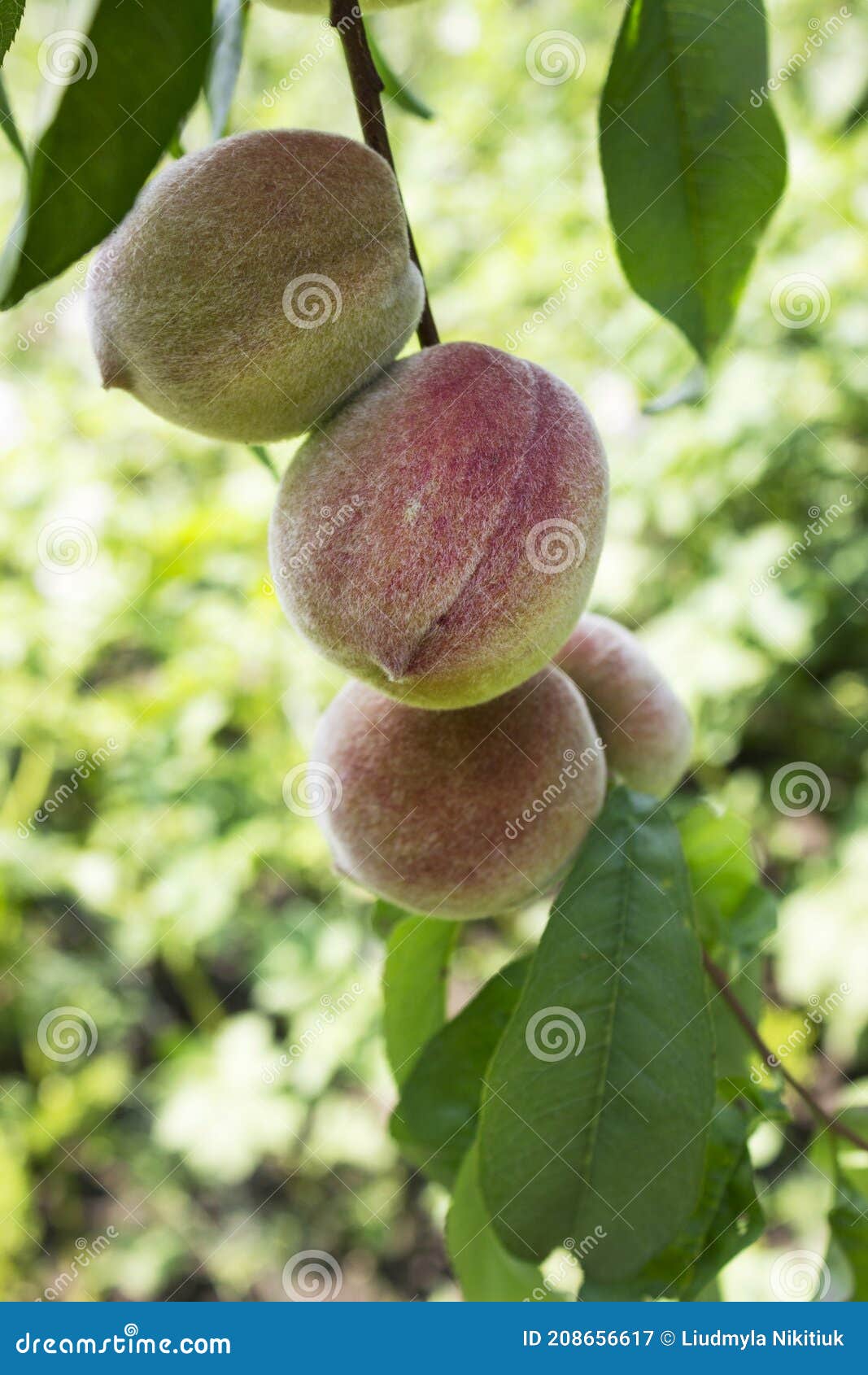 Ripe Peaches Grow on the Tree, Summer. Fruit in Beautiful Sunlight ...
