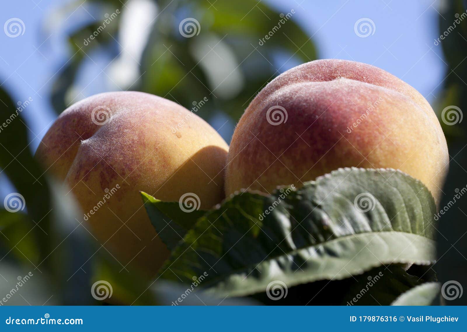 Ripe peaches stock photo. Image of garden, harvest, nutrition - 179876316