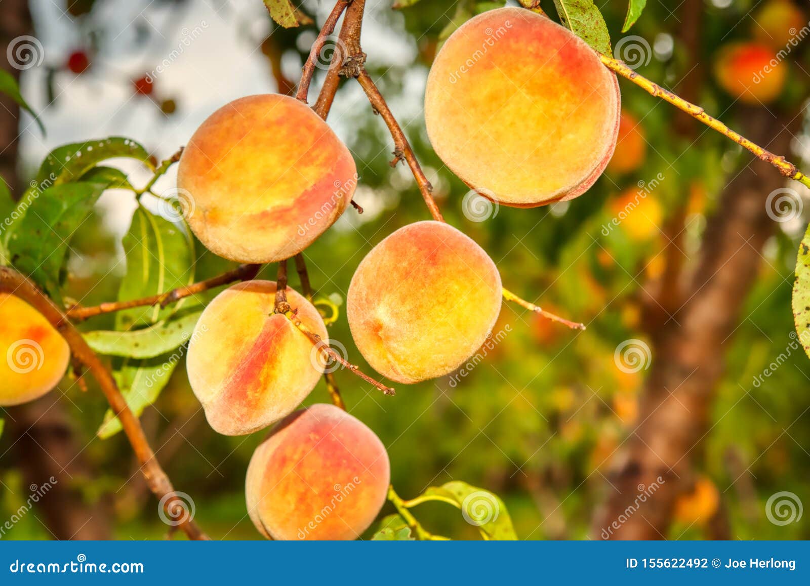 Ripe peaches on the tree. stock photo. Image of south - 155622492