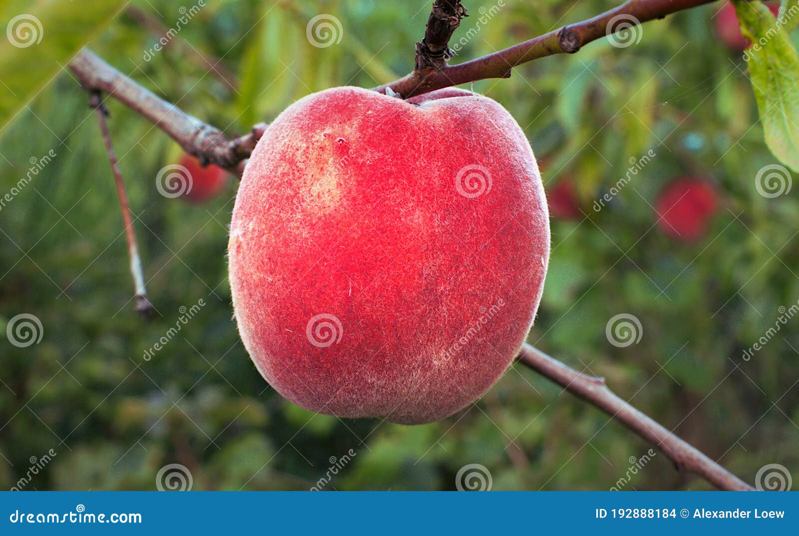 Peach Tree with Ripe Peaches Stock Photo - Image of background, growth ...