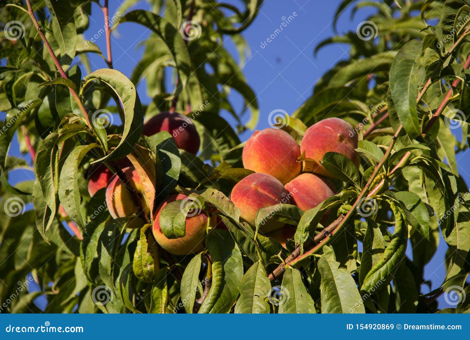 Ripe peaches on a tree stock image. Image of farm, environmentally ...