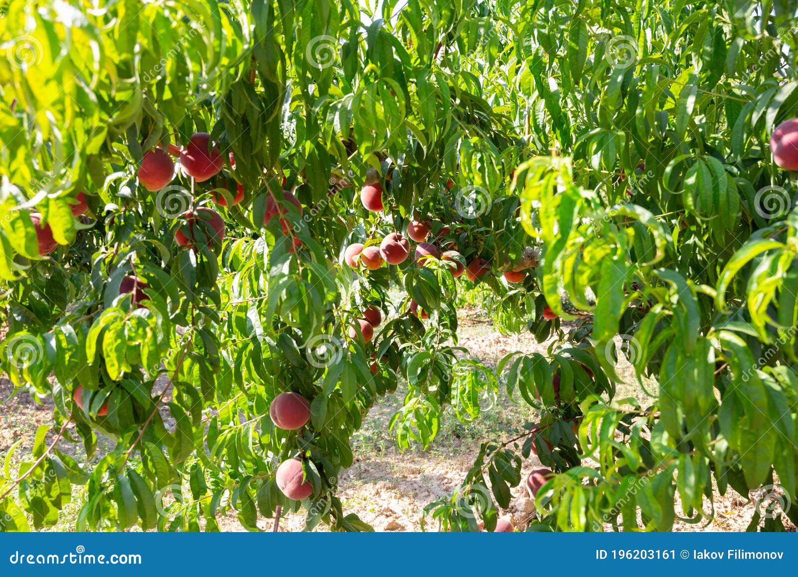 Ripe Peaches on Trees at Fruit Plantation on Day Stock Image - Image of ...