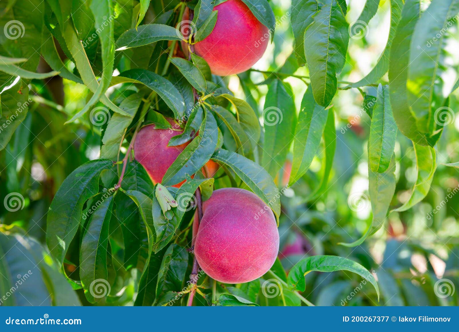 Ripe Peaches on Trees at Fruit Plantation on Day Stock Image - Image of ...